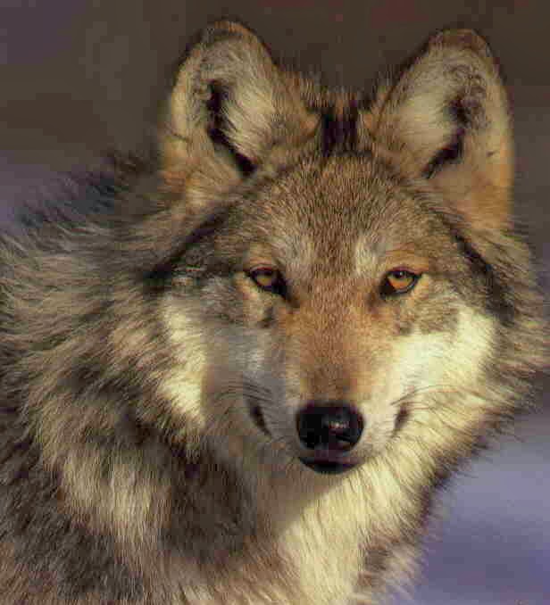 veterinary online: Wolf, all about wolves 2014 part 1 - veterinary online