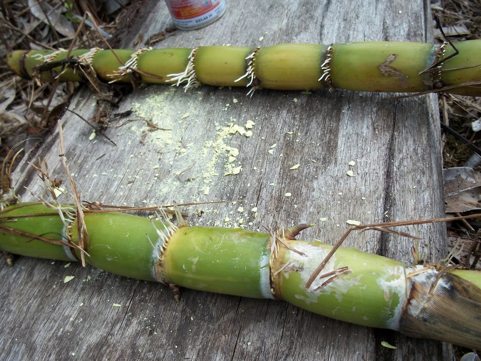 Tanaman Halia: Tanaman Tebu