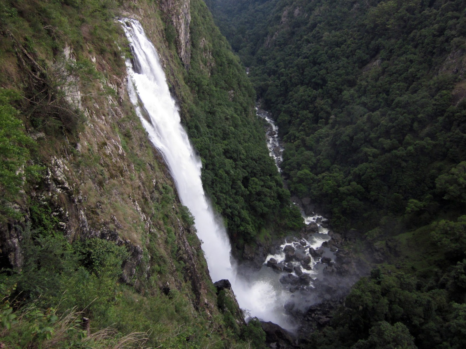 Bongbong's Adventures in Oz: Potoroo & Ellenborough Falls