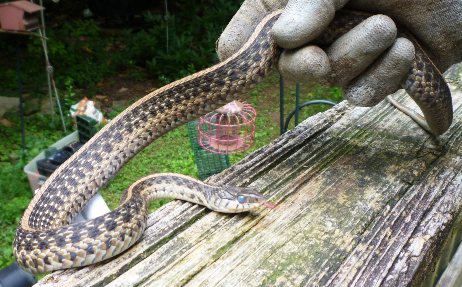 Do Garter Snakes Shed Skin