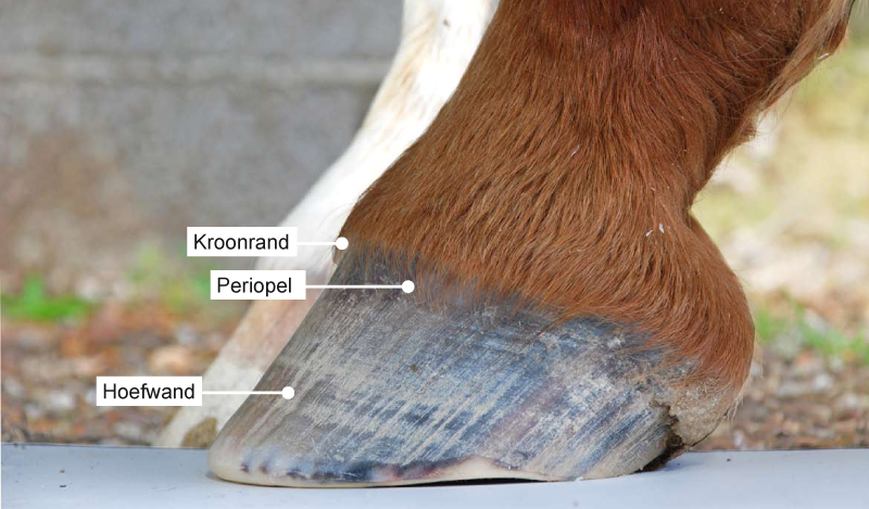Paardenhoeveninfo: Anatomie 3 - De buitenkant van de hoef