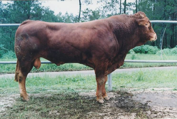 Radden's blog: BEBERAPA BANGSA-BANGSA SAPI