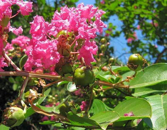 BUNGUR KECIL ( Lagerstroemia indica L ) | Eny Prasetyo