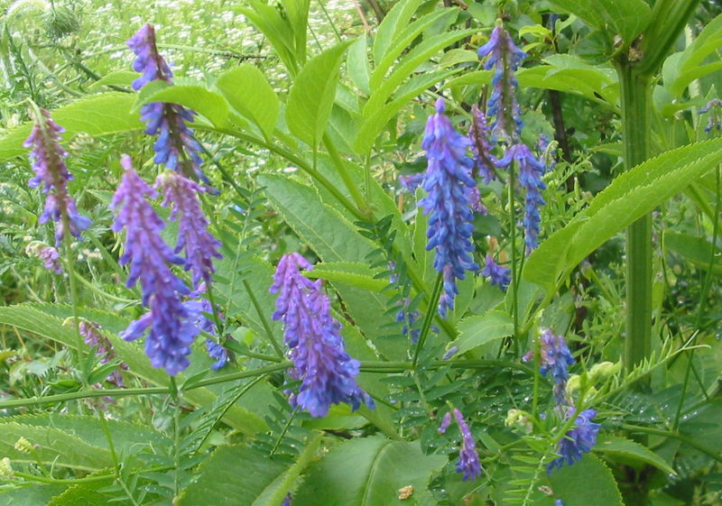 Variety of Life: Vicia