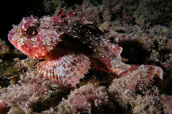 Artes de Pesca: VAMOS A PESCAR RASCACIO