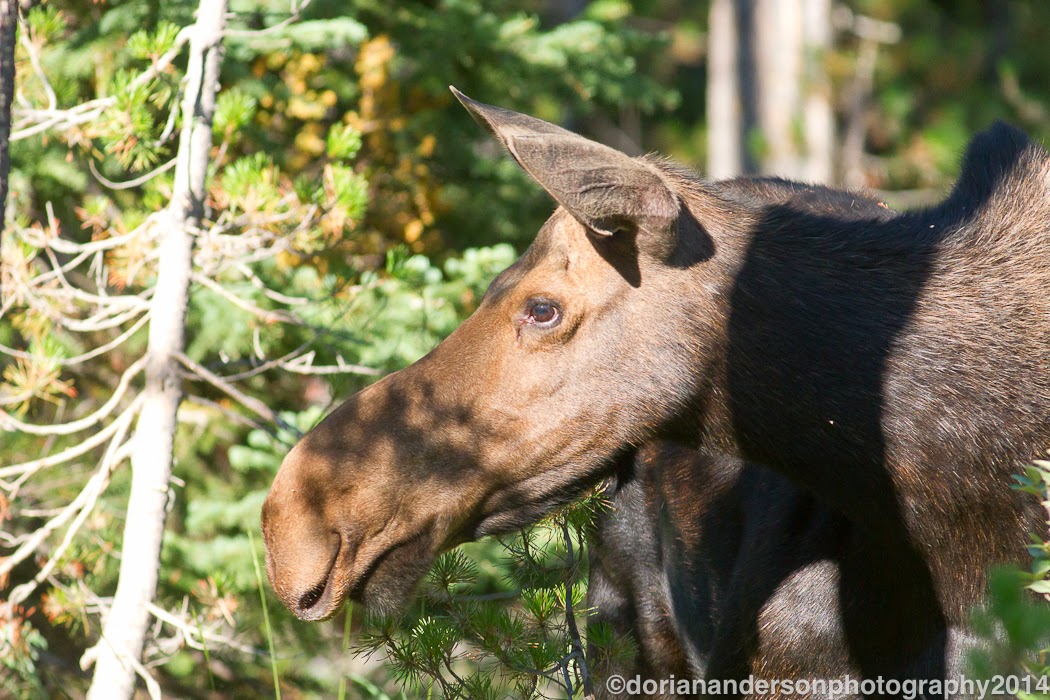 Biking for Birds: July 31 (Day 212) - More Jackson birding highlighted ...