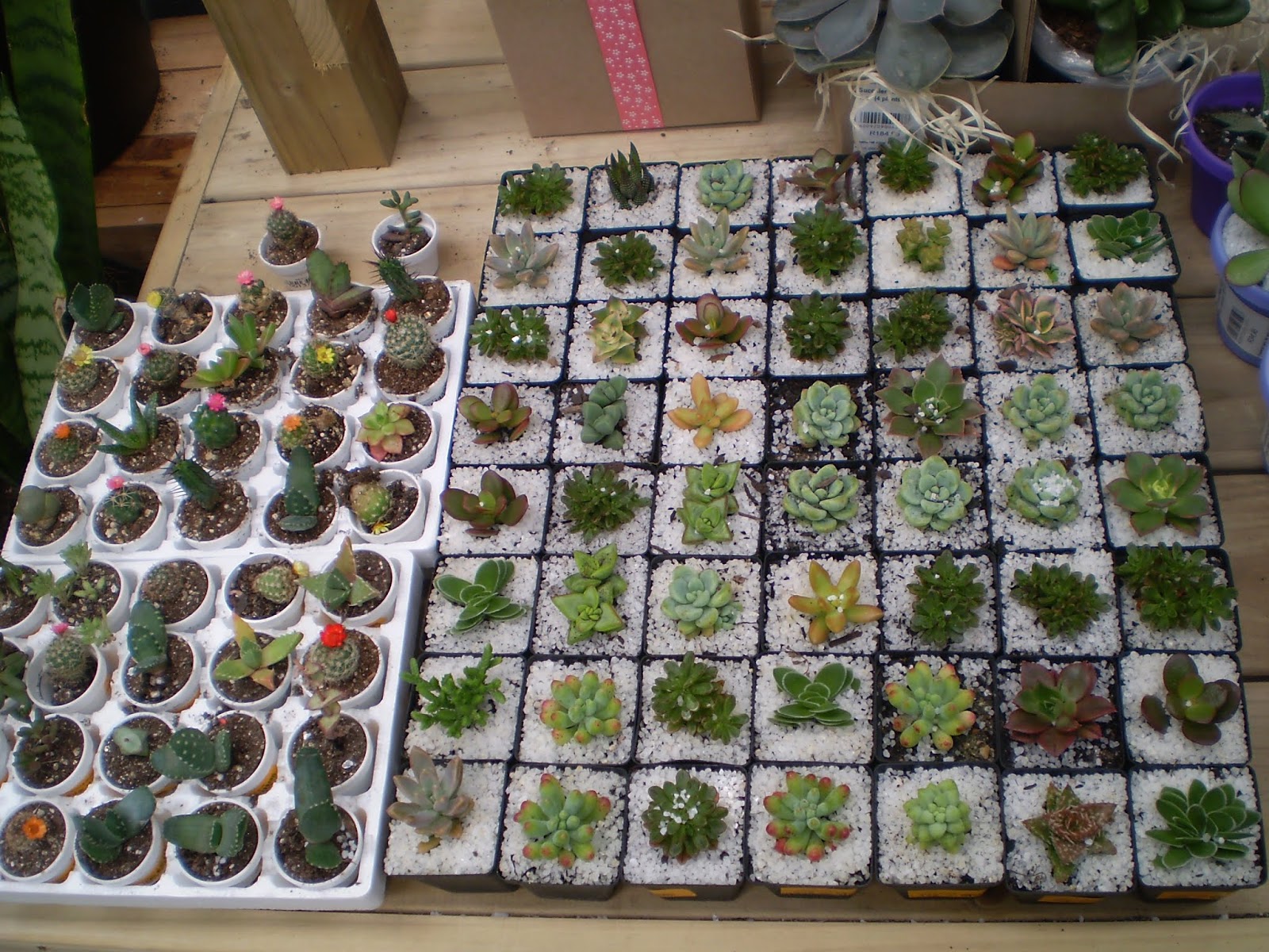 Stodels Kenilworth - Feast for the eye... - Blue Poinsettia