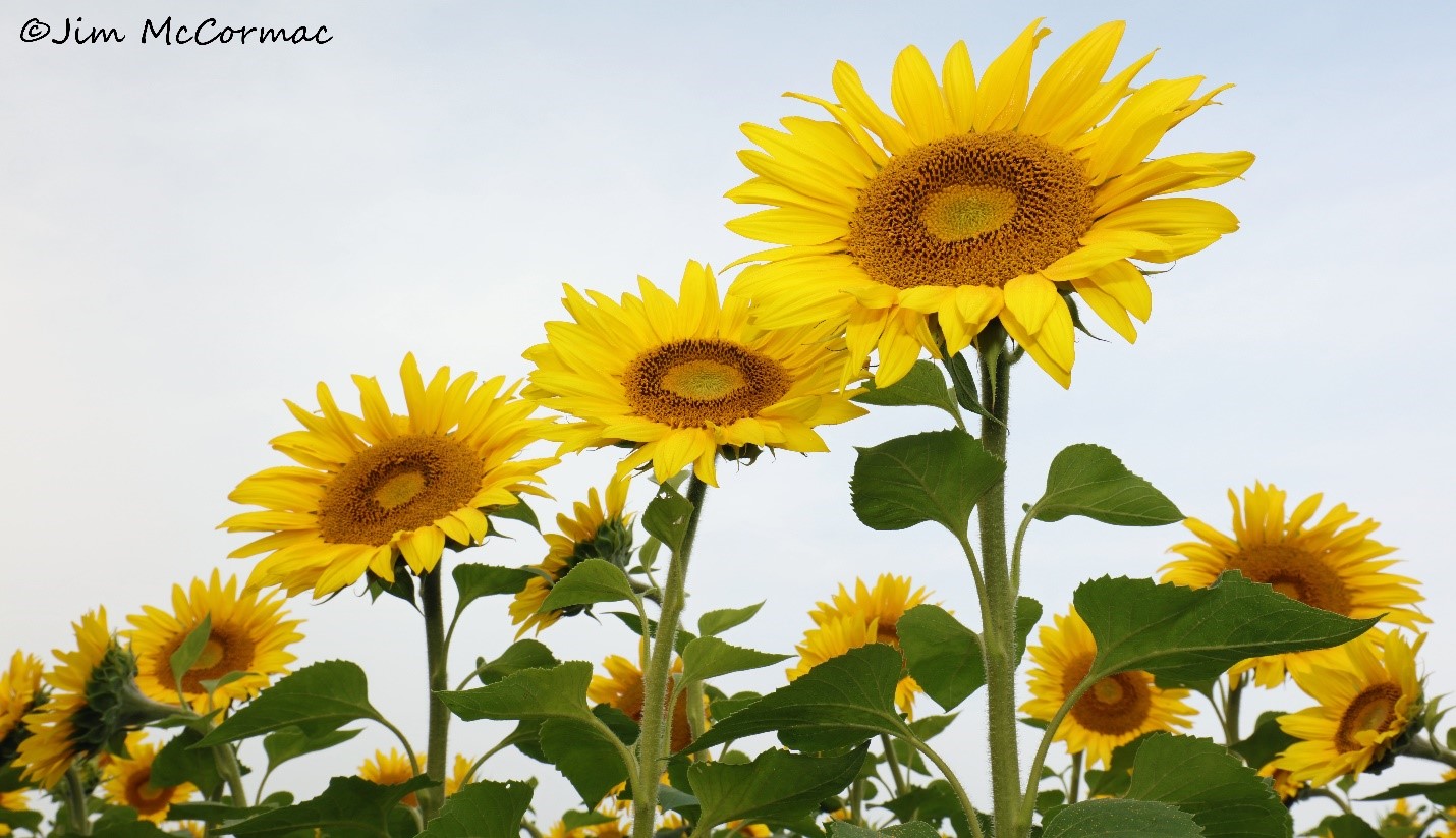 Ohio Birds and Biodiversity: Sunflower field, various photographic ...