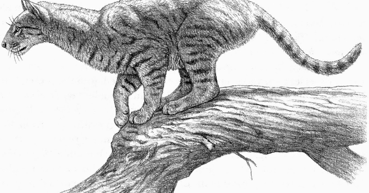 Proailurus: The First Cat