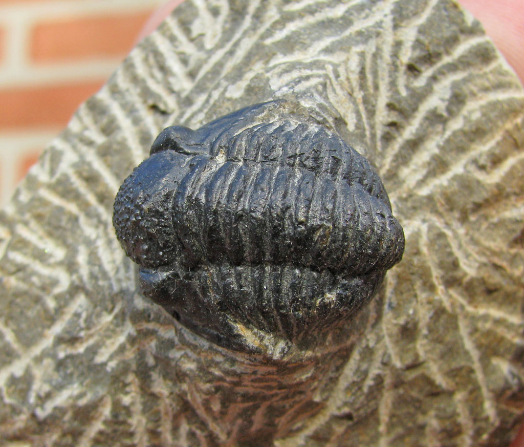 Views of the Mahantango: Proetus (Gerastos) granulosus trilobite from ...