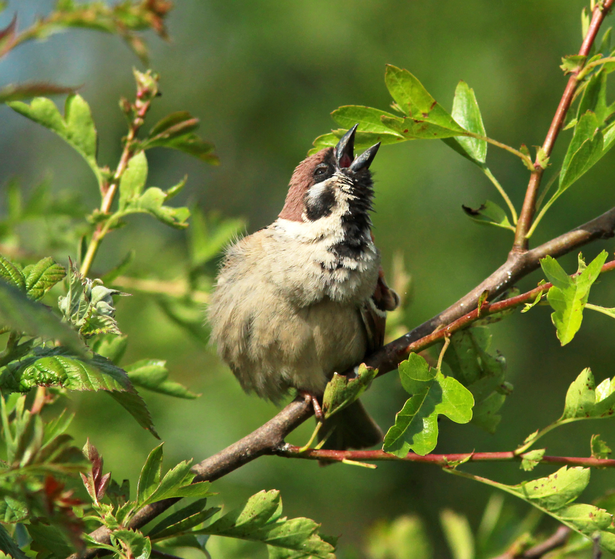 Steve's Birding And Wildlife Blog.: July 2013