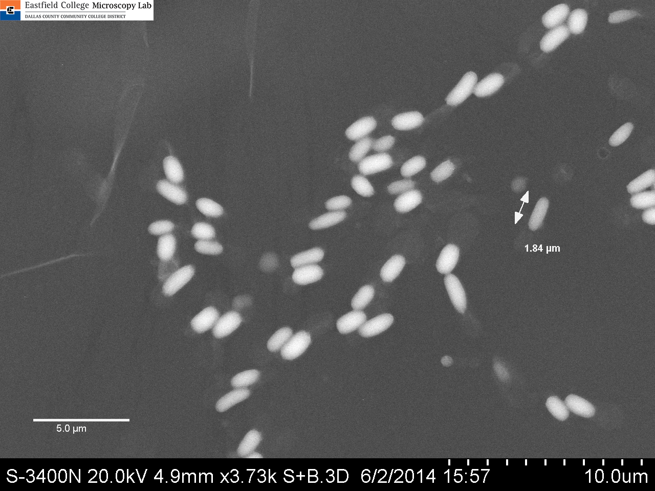 Scanning Electron Microscope Blog: Imaging Bacteria in the Scanning ...