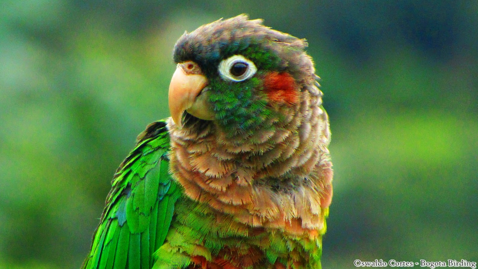 BOGOTA BIRDING AND COLOMBIA WILDLIFE TOURS www.bogotabirding.com ...