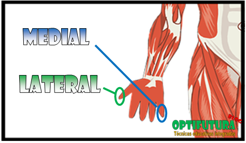 Términos de anatomía: medial y lateral [Anatomía y fisiología] ~ Optifutura