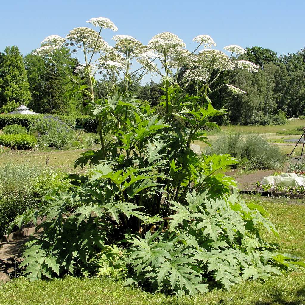 Species of UK: Week 22: Hogweed (‘Heracleum Sphondylium’)