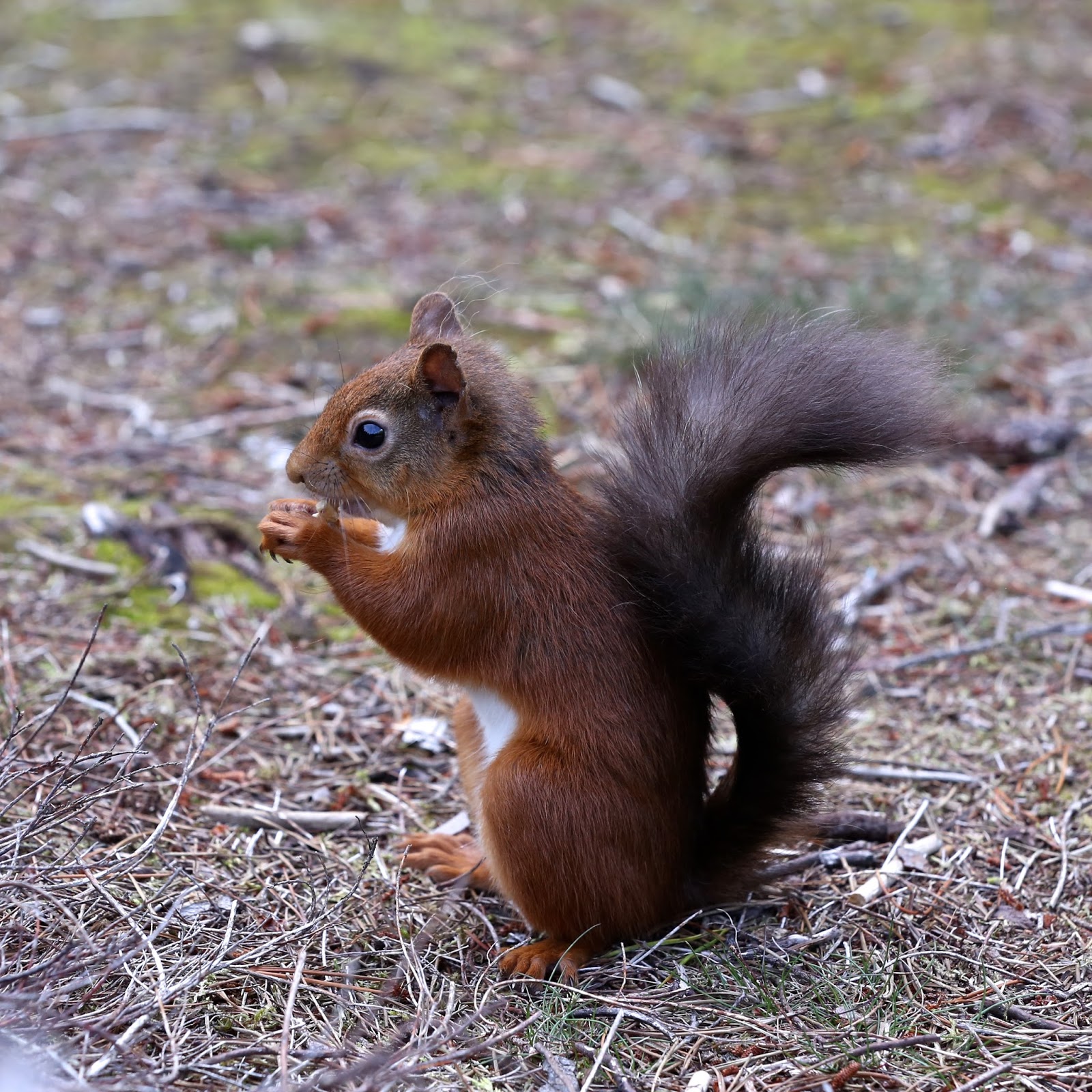 TrogTrogBlog: Red squirrels in summer