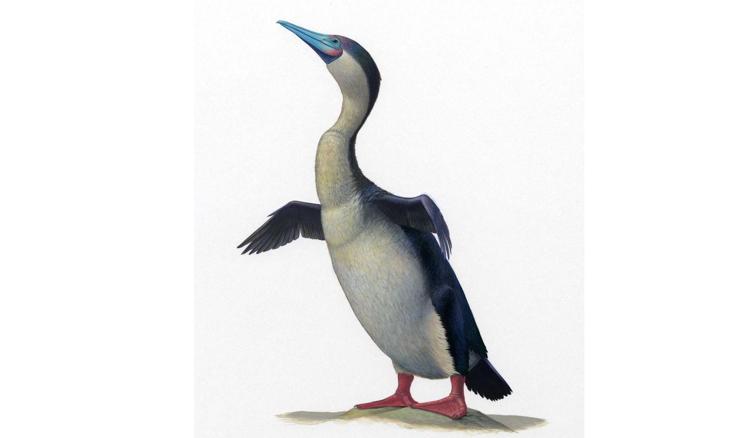 Birding Bros. Blog: 10 Prehistoric Birds You Didn’t Know Existed (But ...