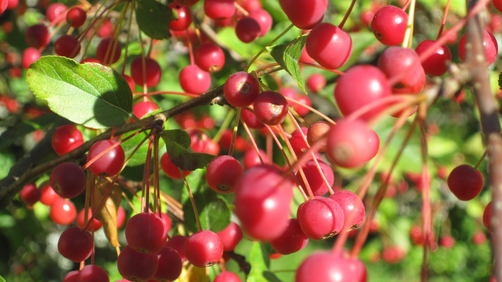 MARJANPUUHASTELUT: 2016