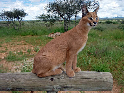 Depois Falamos: Caracal