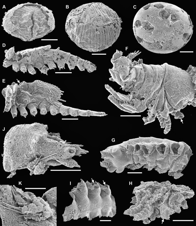 The Dragon's Tales: Orsten-type Lagerstatte From Cambrian in Southern ...