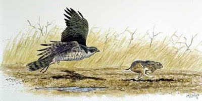 Luis M. Cuaresma - Pintura de la Naturaleza: CETRERIA II - Bajo vuelo