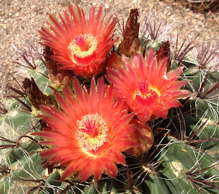 Quiltessa: Patchwork palette: Cactus bloom