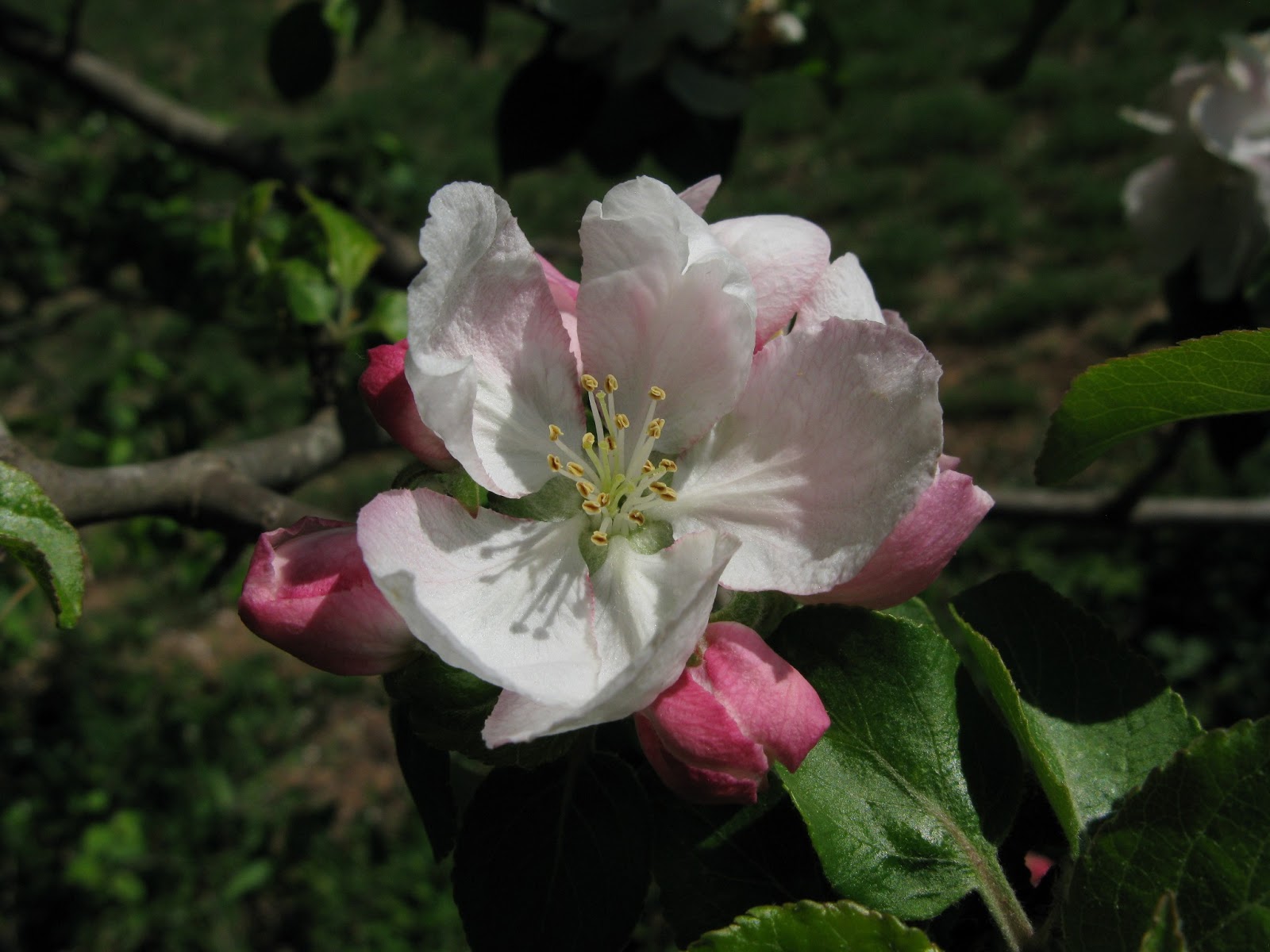 Flores y Palabras: Manzano en flor