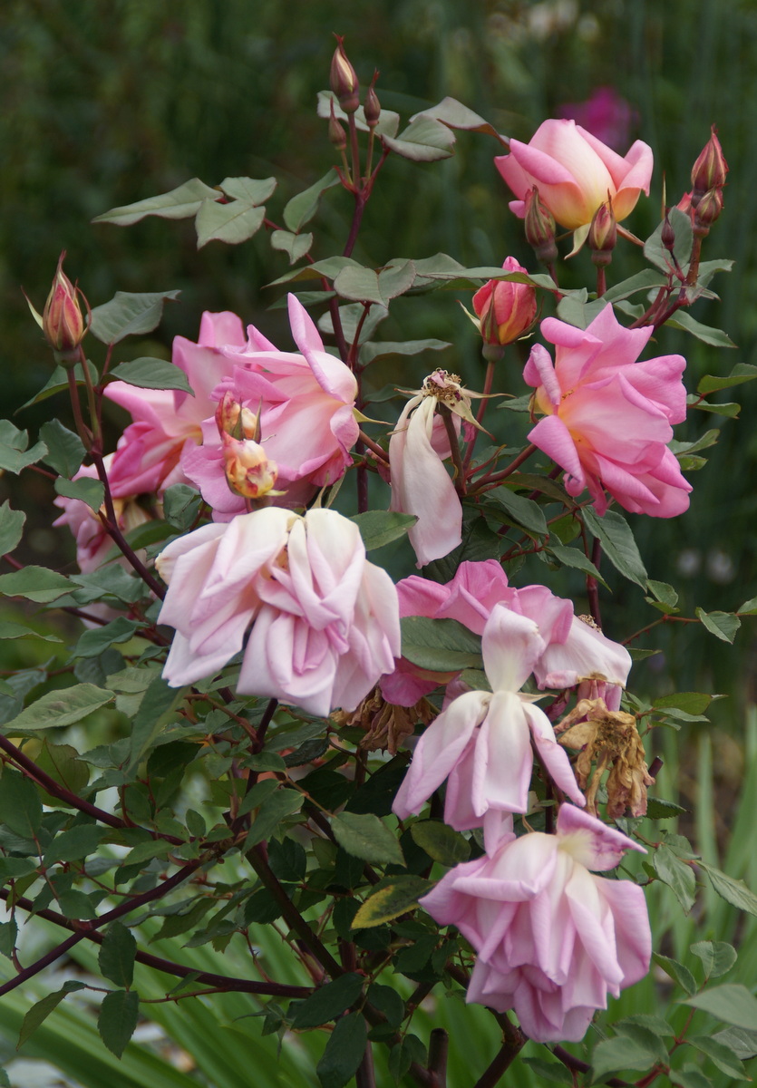 Organic Garden Dreams: Mottisfont Abbey - a Rose Lover's Paradise V