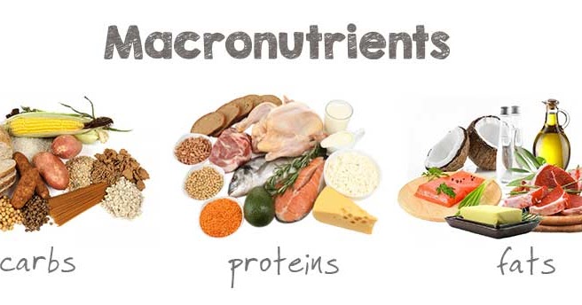 Importance of Proper Nutrition: Digestion process of Macro-Nutrients