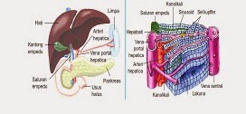 Mengenal Struktur dan Fungsi Sistem Ekskresi