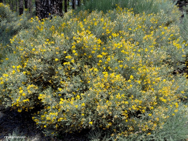 Rosa en Gran Canaria: Retama de cumbre, Retama amarilla (Teline ...