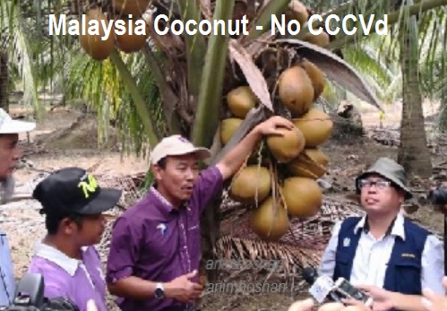 Anim Agro Technology: COCONUT CADANG-CADANG VIROID