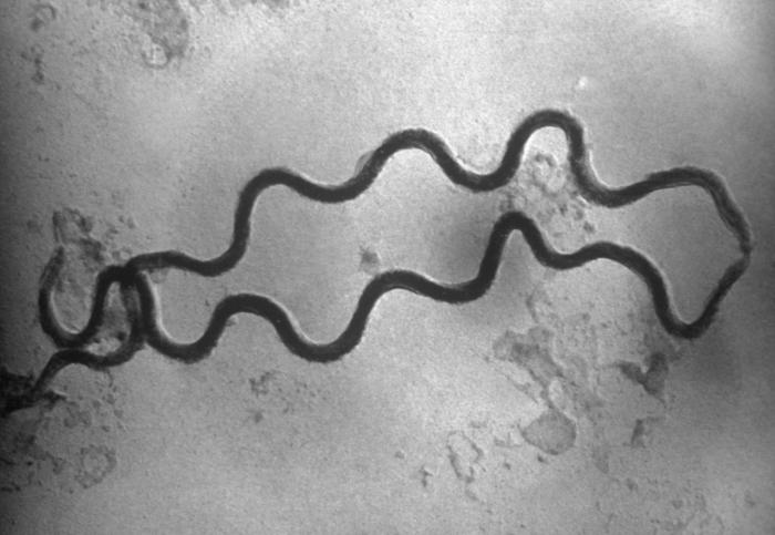 HEALTH FROM TRUSTED SOURCES: Syphilis