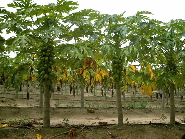 Planta que dá certo: Benefícios da folha do Mamoeiro