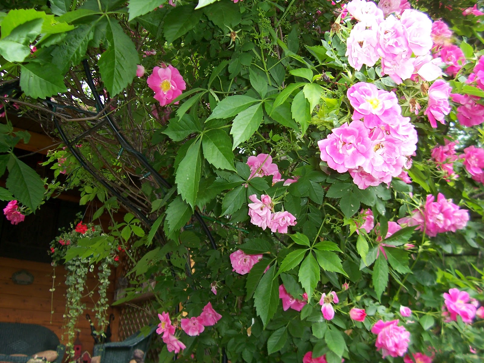 Two Cottages And Tea: Tea Under The Rose Bower
