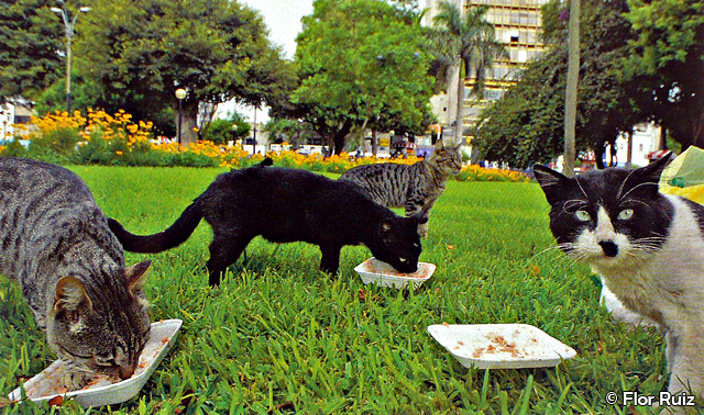 Felinos y Bigotes: Los Gatos callejeros de Lima y Roma