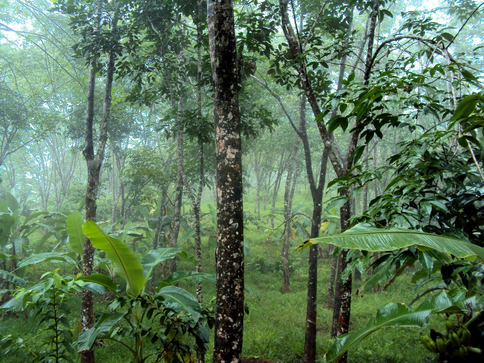 Following the Dreams...: Intercropping Tea with Rubber