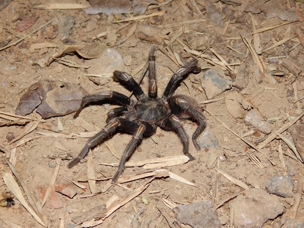 Tarántulas Chilenas : Euathlus sp 4 (hermosa)