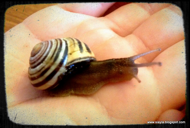 Imagination Station: Spin Art Snails DIY inspired by Littlest Pet shops