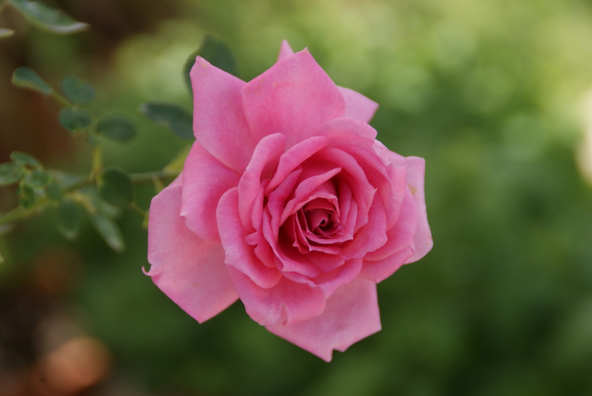 Organic Garden Dreams: July Roses