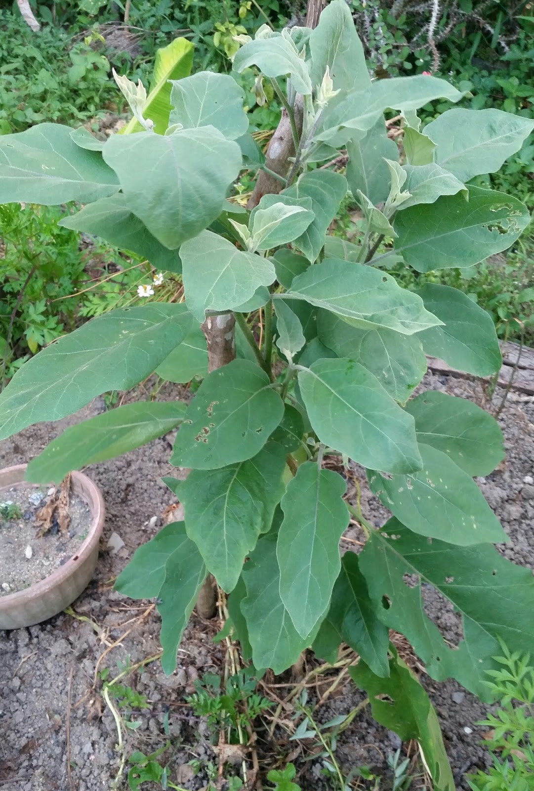 Warisan Petani: Pokok Terung Telunjuk.