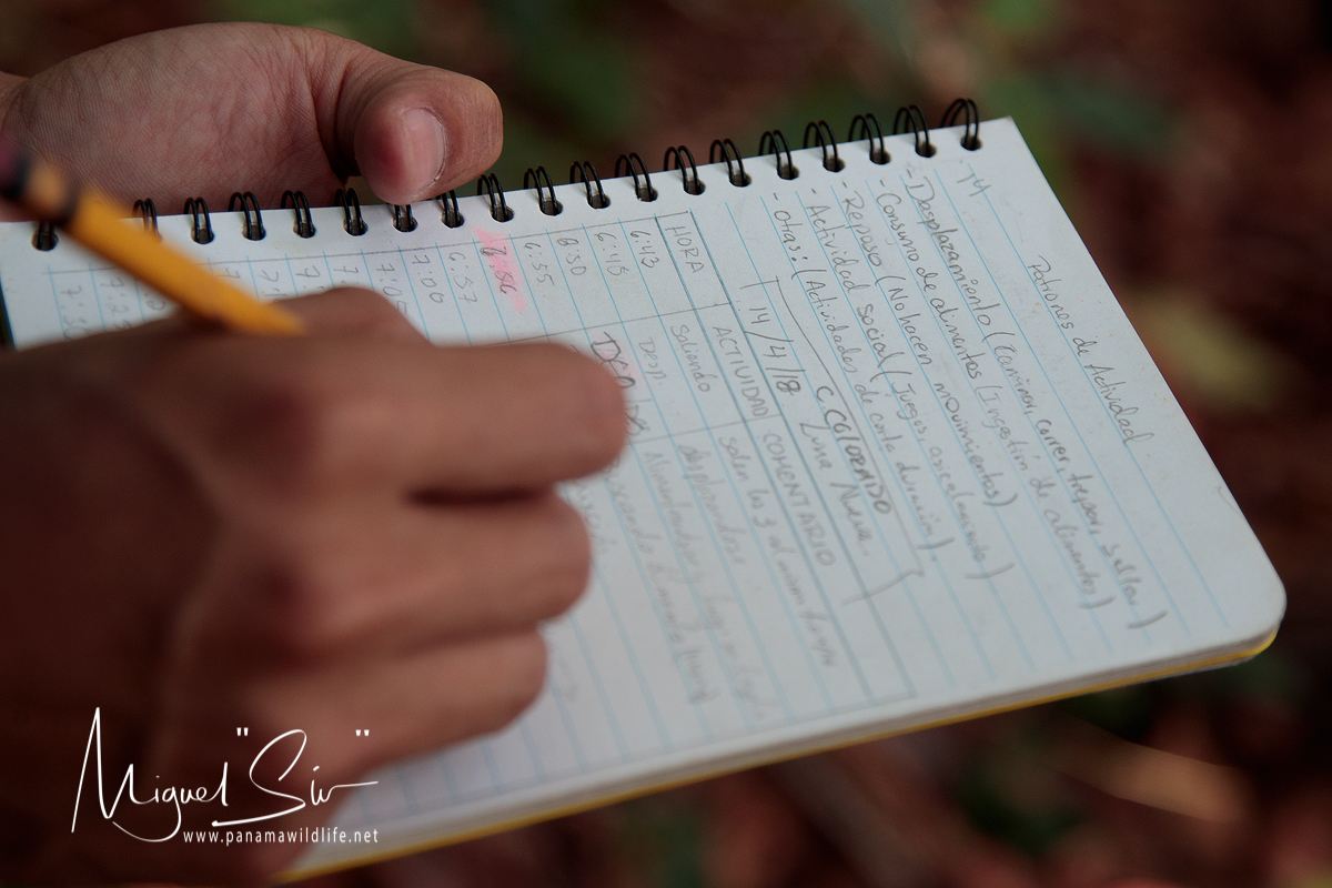 Featured species: Panamanian Night Monkey (Aotus zonalis)