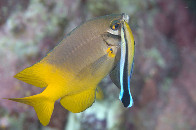Virginia Tech Ichthyology Class : Punishment in Cleaner Fish, by Saghar ...