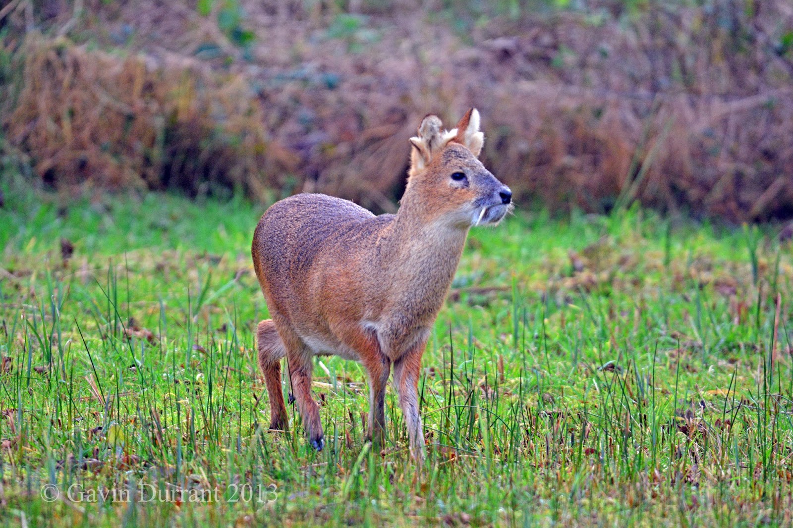 WAVENEY WANDERINGS: CHINESE WATER DEER SURPRISE