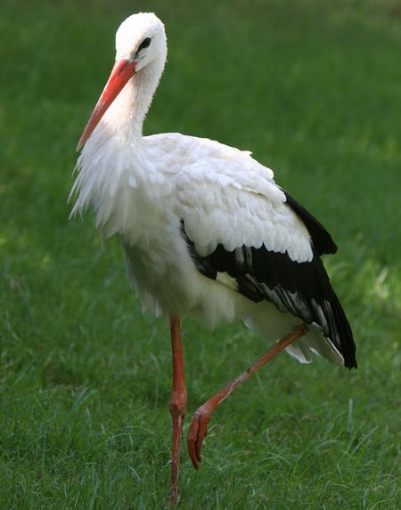 ODKRYWAM ŚWIAT: POLSKA - KRÓLESTWO BOCIANÓW