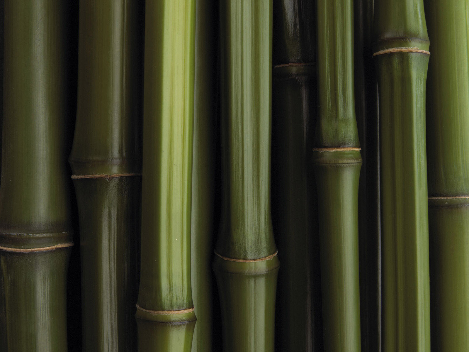 Bamboo Wallpapers