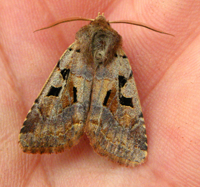 HUESCA Y LA SIERRA DE GUARA: HEBREW CHARACTER Orthosia gotica Carl von ...