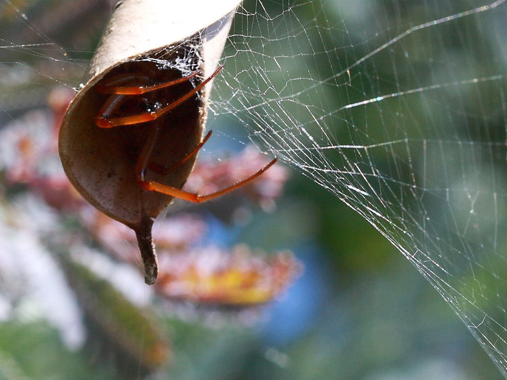Real Monstrosities: Leaf Curling Spider