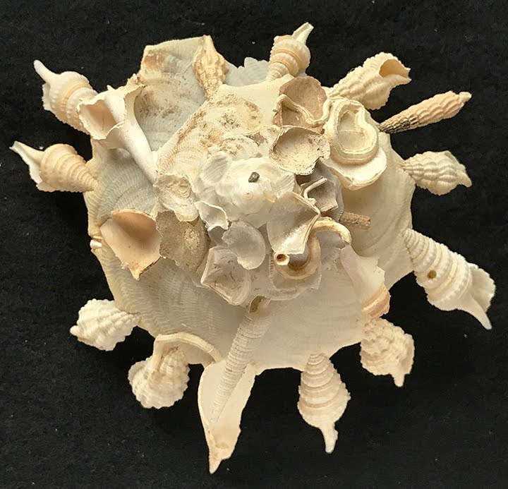 PALEO & GEO TOPICS: Comments by R. L. Squires: Xenophora, the "Carrier ...