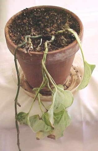 Never Let Go: A Raisin in the Sun by Lorraine Hansberry: Mama's Plant